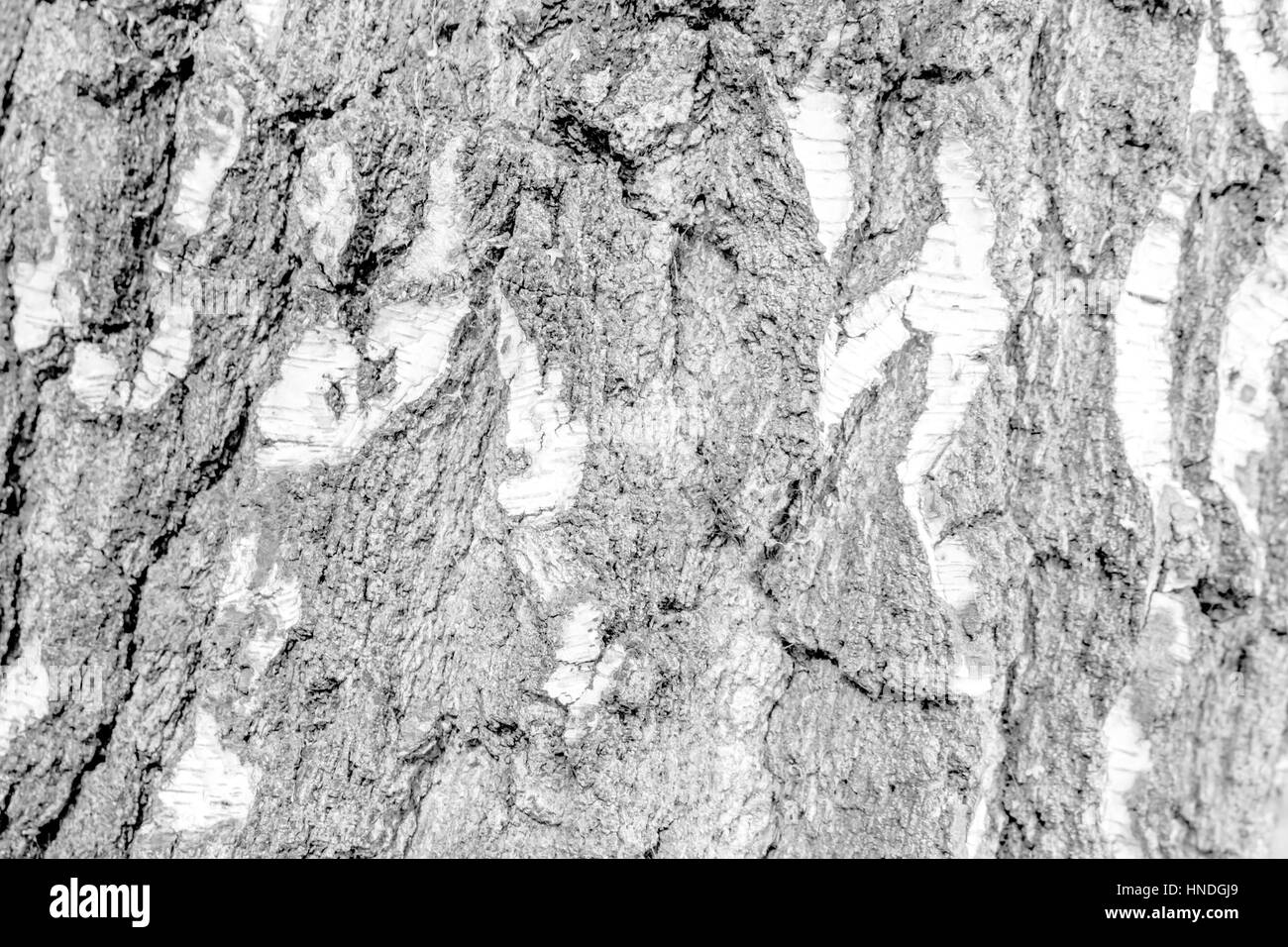 Leaf line brown background Black and White Stock Photos & Images - Alamy