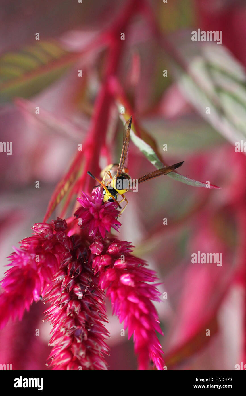 Wasps of asia hi-res stock photography and images - Alamy