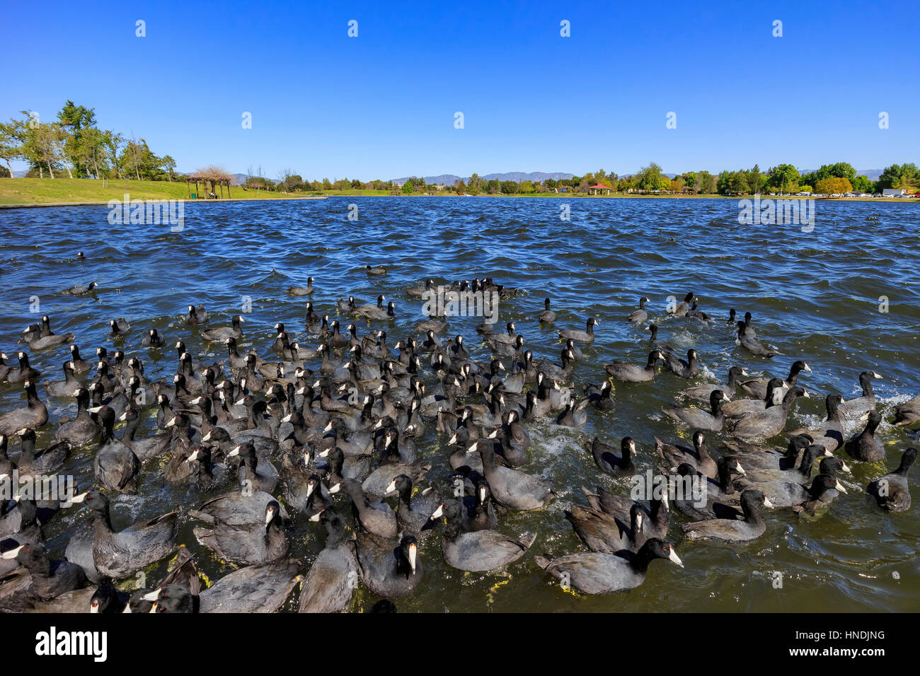 Big group of Black coot at Lake Balboa, Los Angeles, California Stock ...