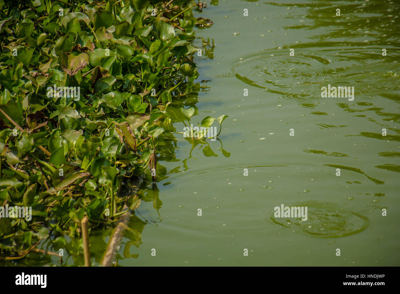 An Image of Water-Hyacinth on water Stock Photo - Alamy