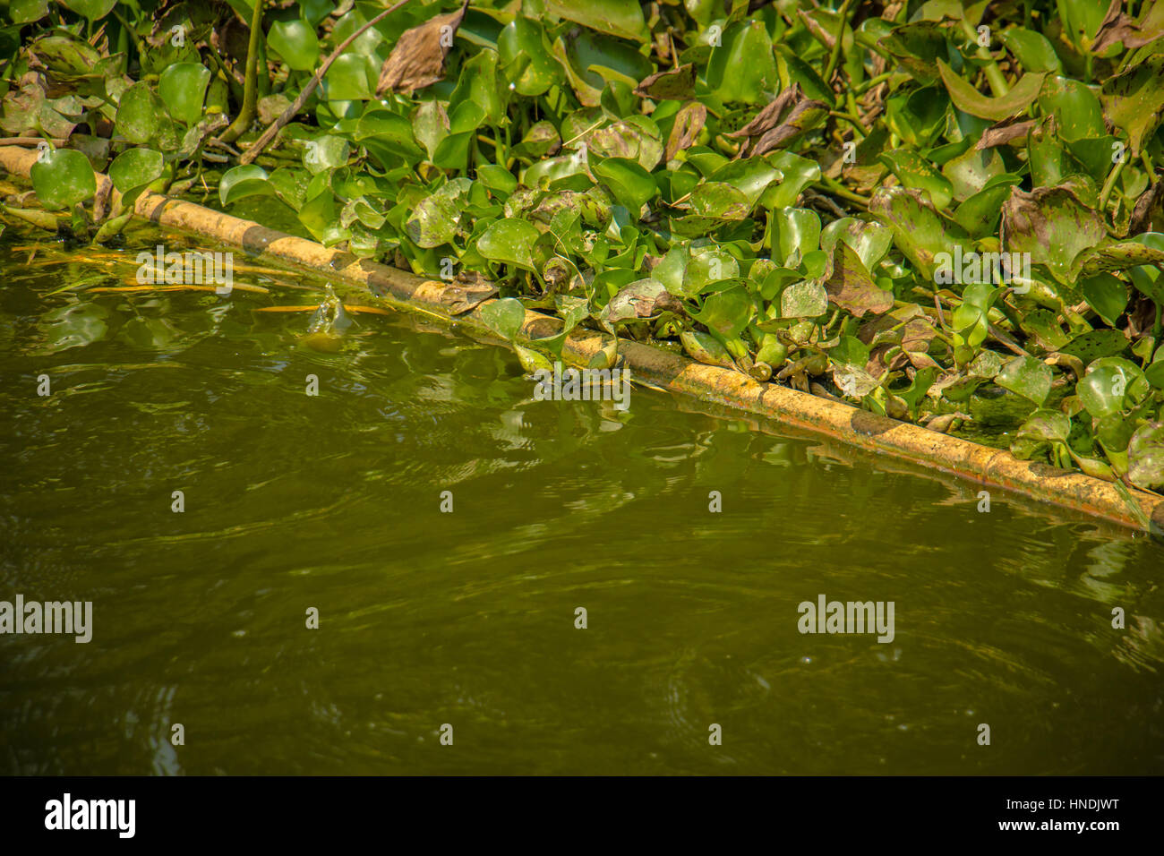 An Image of Water-Hyacinth on water Stock Photo - Alamy