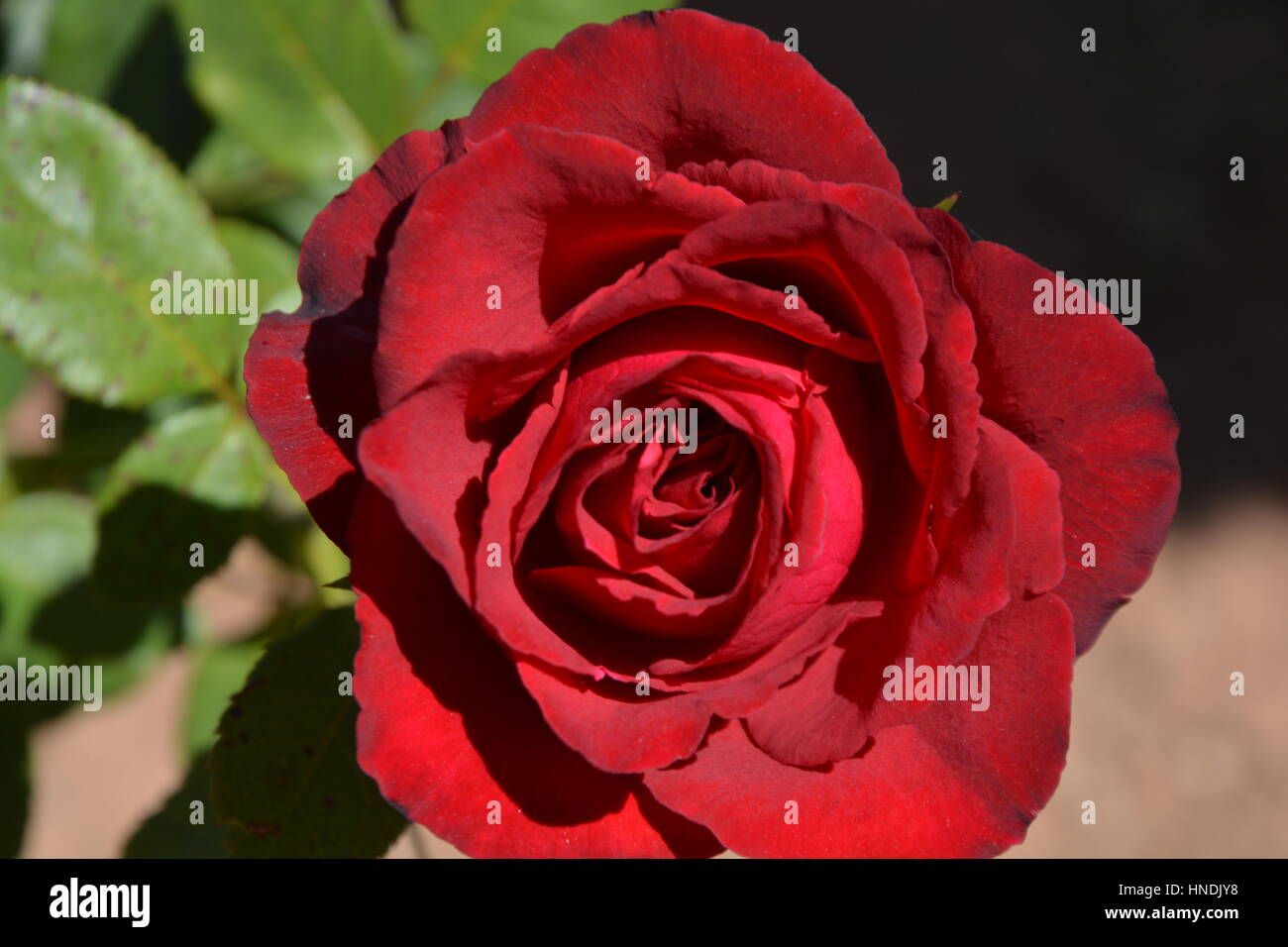 Beauty Red Rose Stock Photo - Alamy