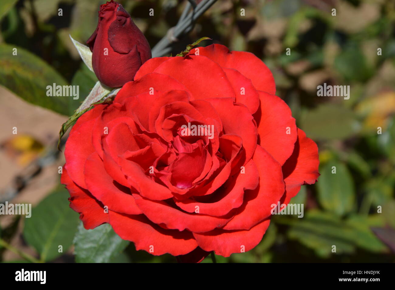 Beauty Red Rose Stock Photo - Alamy