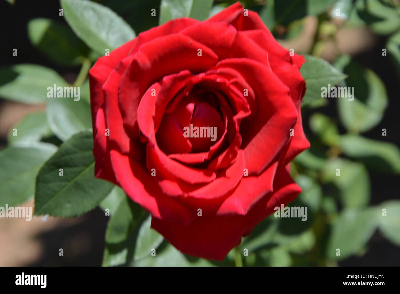 Beauty Red Rose Stock Photo - Alamy