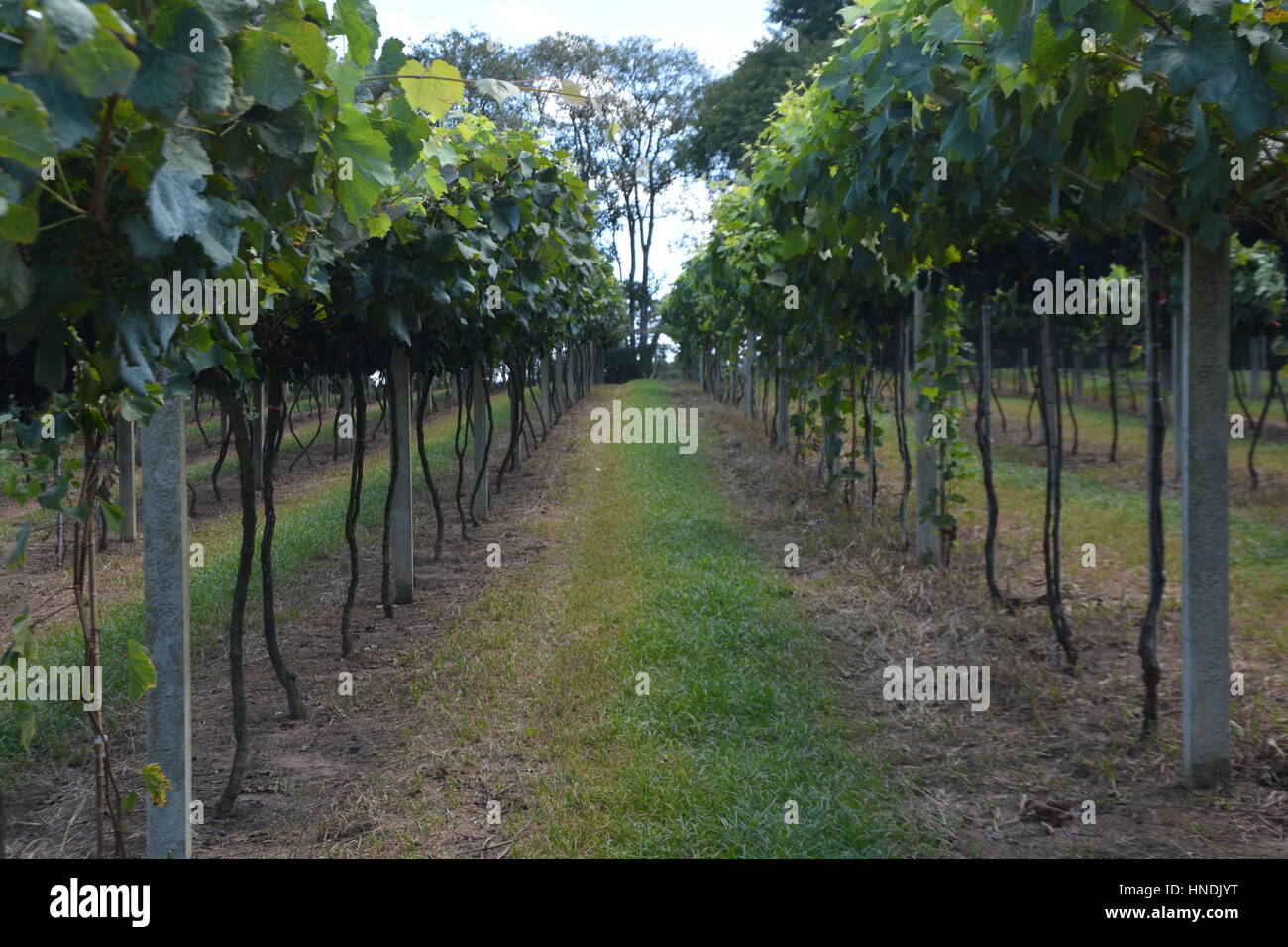 Vines planting hi-res stock photography and images - Alamy