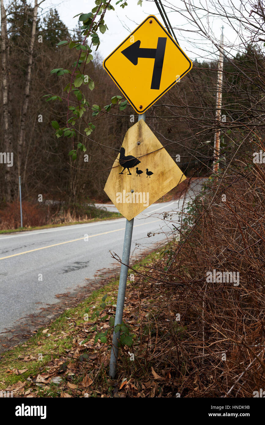 Rural road with turning and ducks crossing sign. Mission, British ...