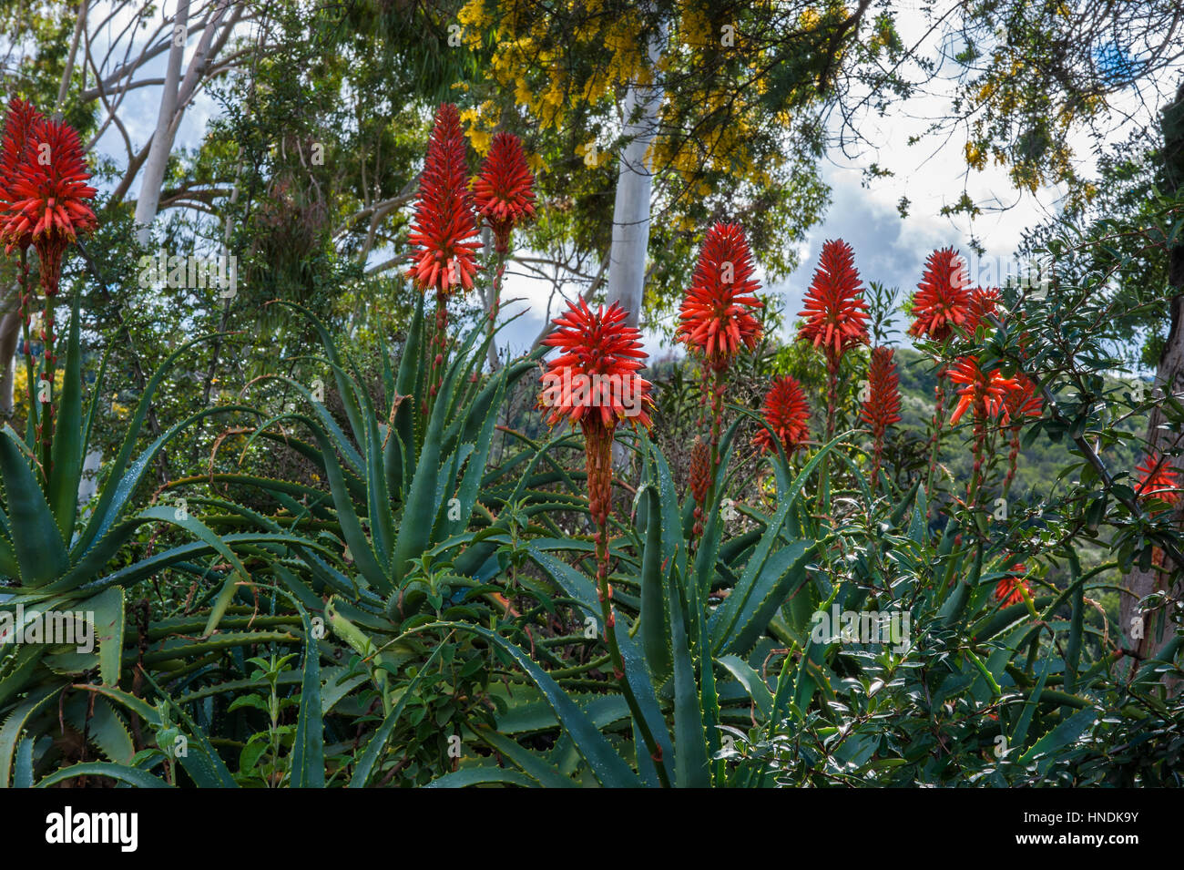 Wild Red Aloe Vera Cactus Blossom growing on a sunny winter day Stock ...