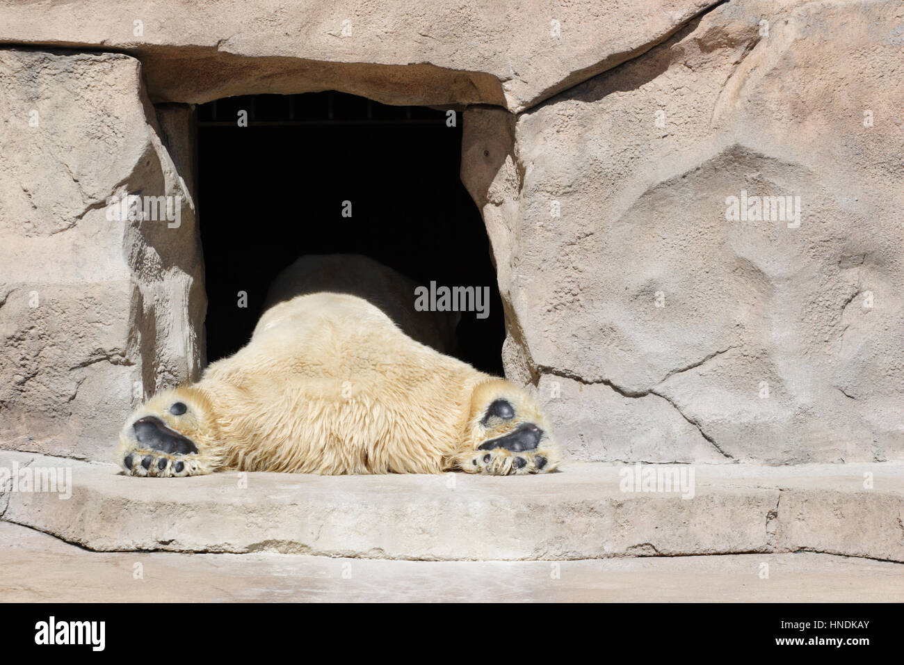 Bear sleeping in a cave hi-res stock photography and images - Alamy