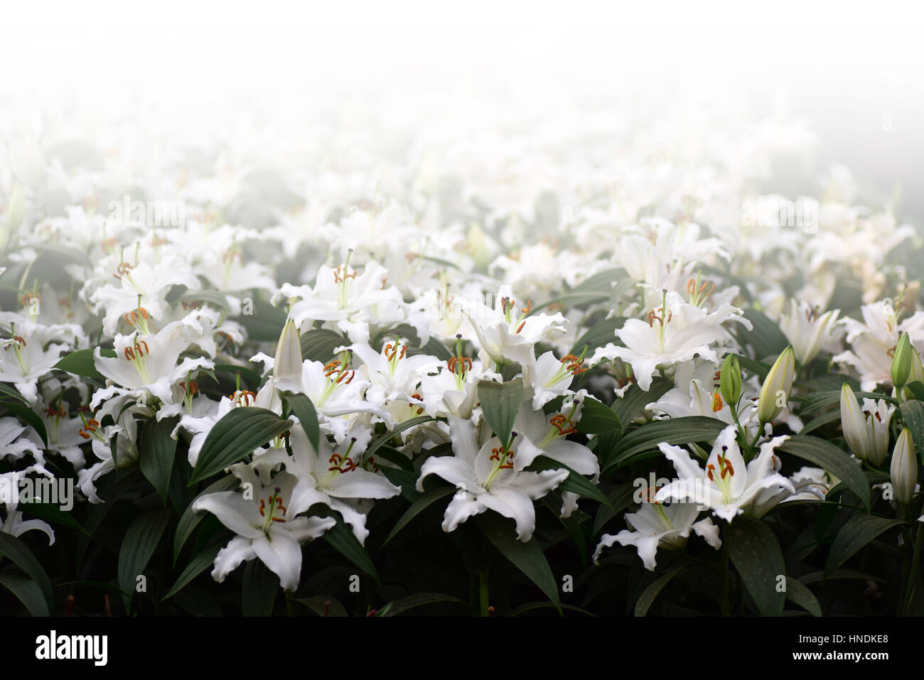Pure White lilies with white fuzzy background Stock Photo - Alamy