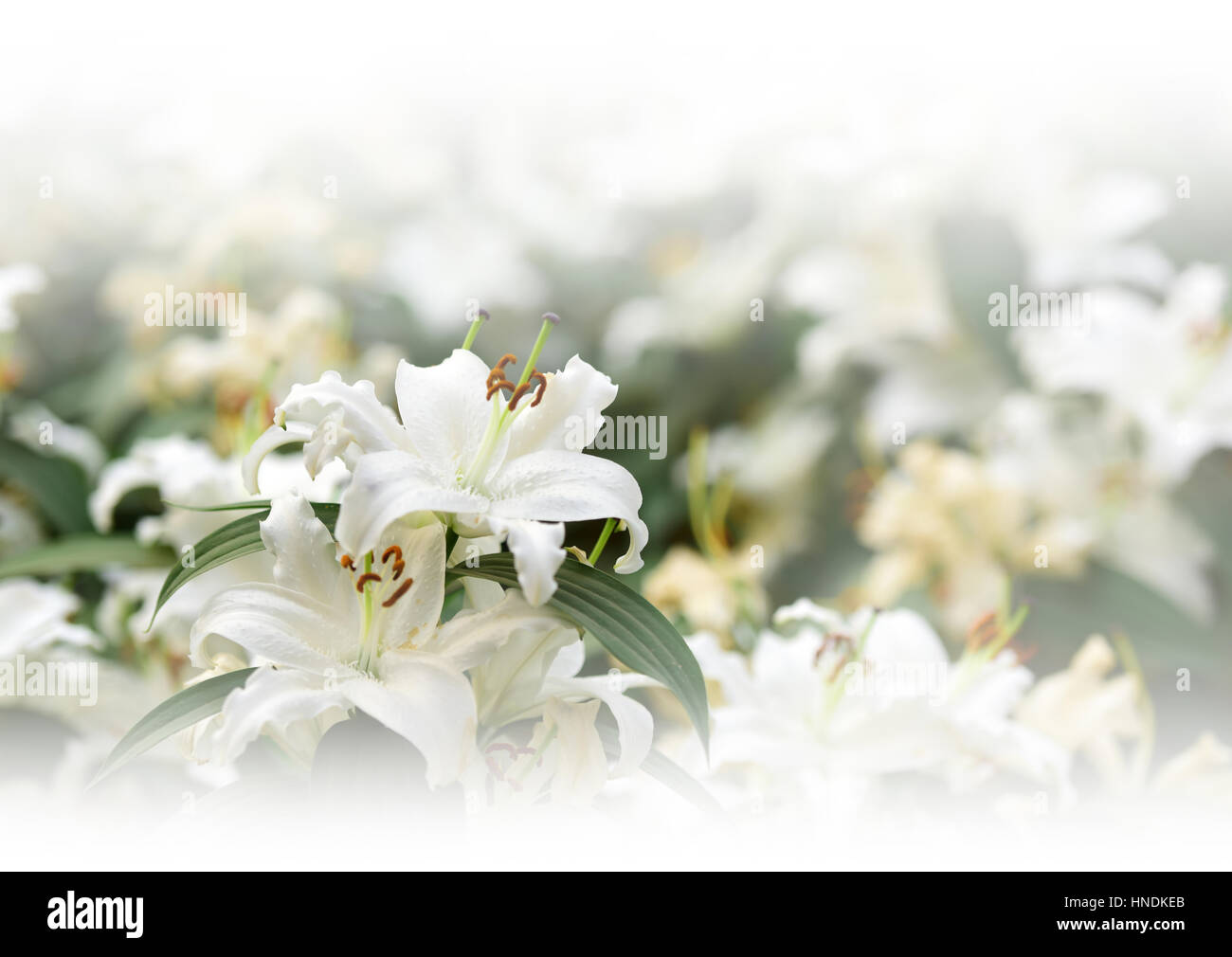 Pure White lilies with white fuzzy background Stock Photo - Alamy