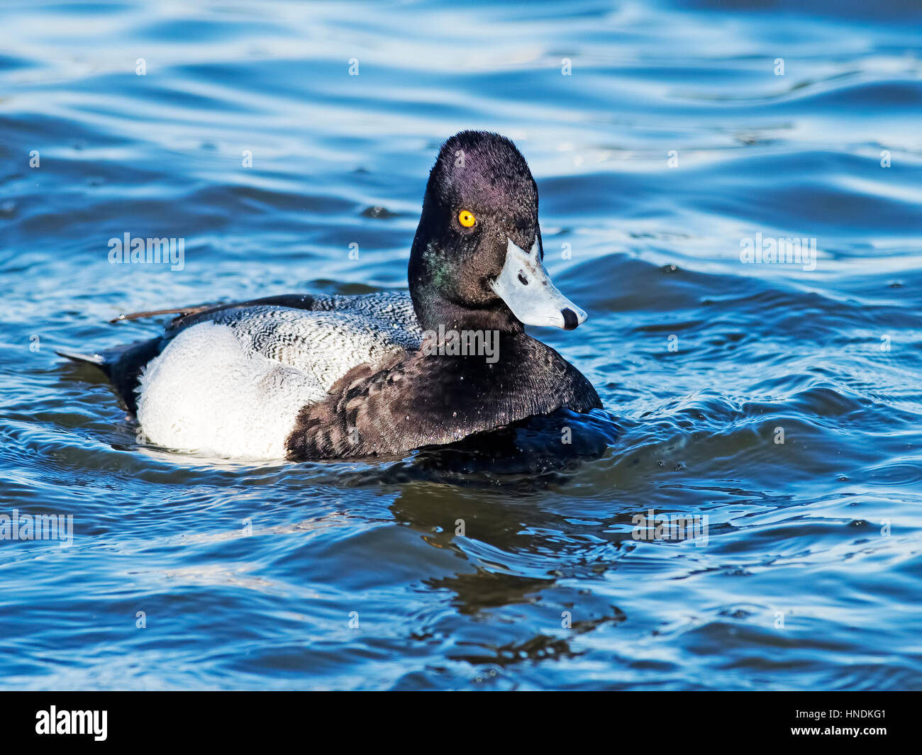 Scaup hi-res stock photography and images - Alamy