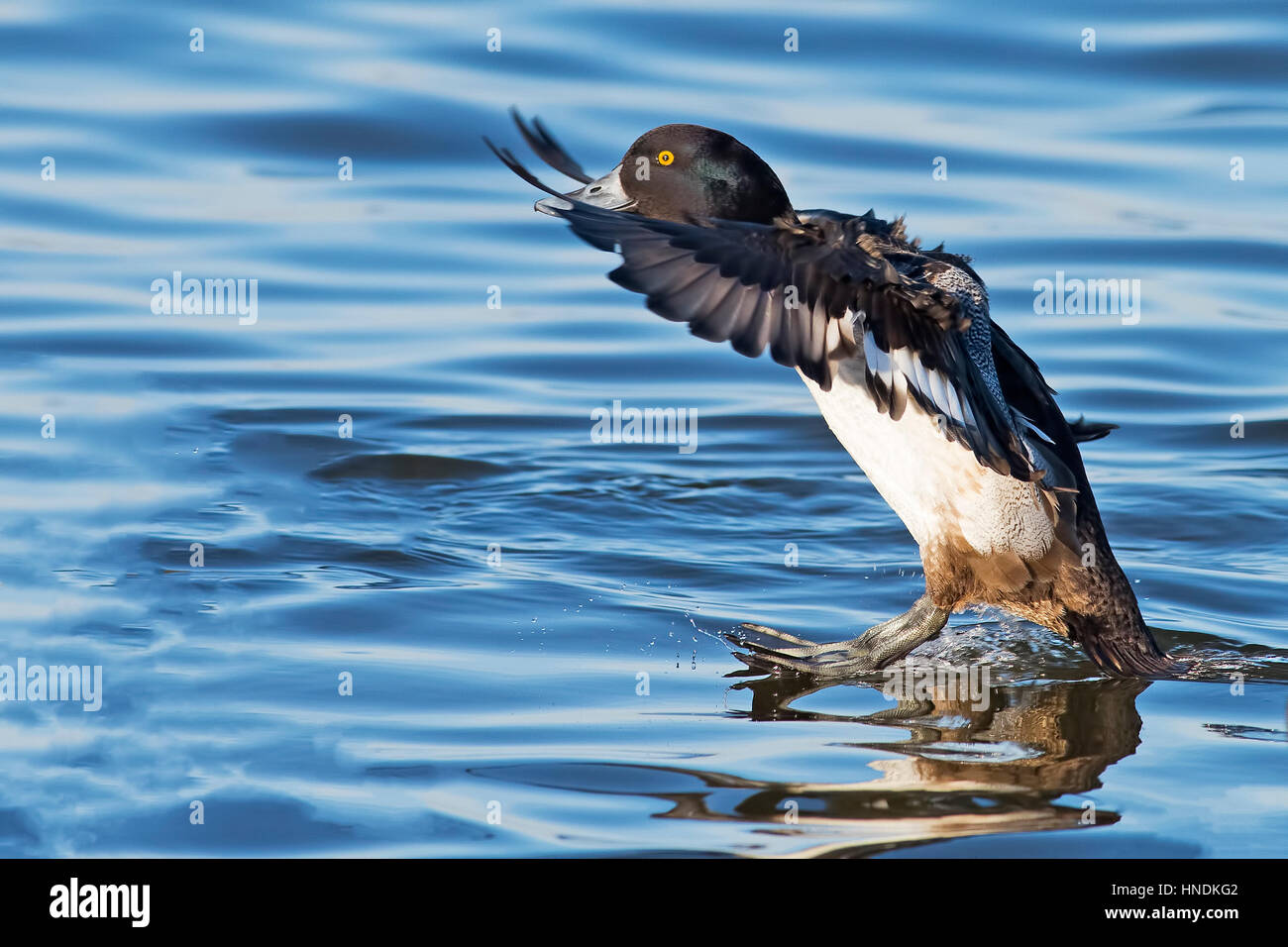 Male Lesser Scaup in Flight Stock Photo - Alamy
