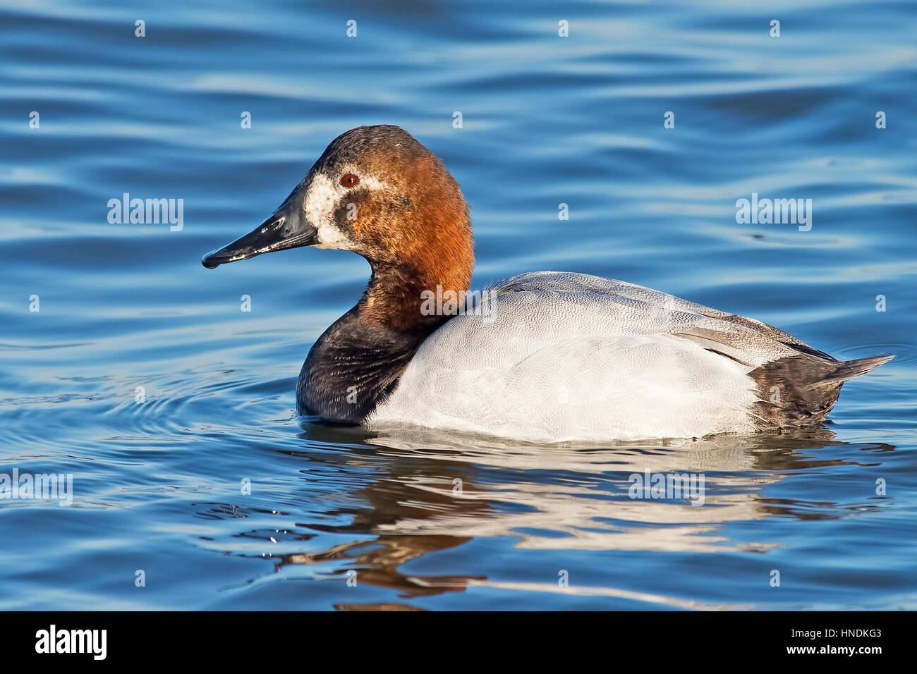 Leucistic Male Canvasback Duck Stock Photo - Alamy