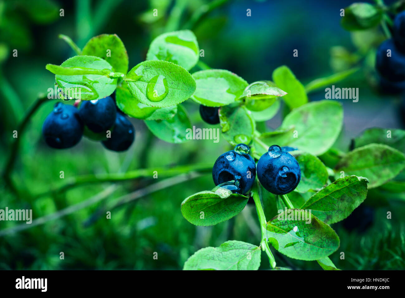 Bilberry in the forest. Shallow depth of field. Selective focus on the ...