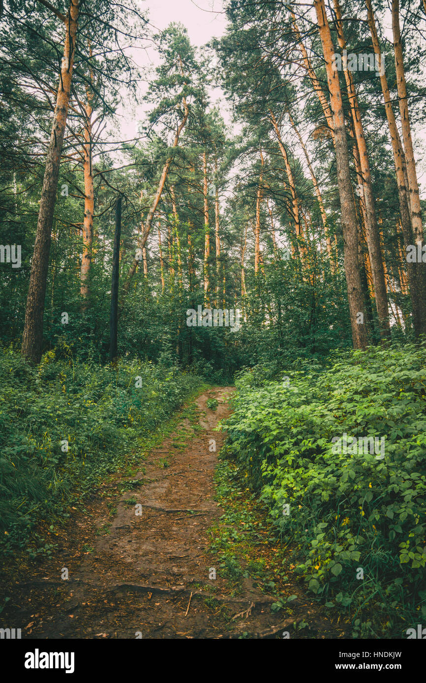 Pathway through beautiful forest with different trees Stock Photo - Alamy