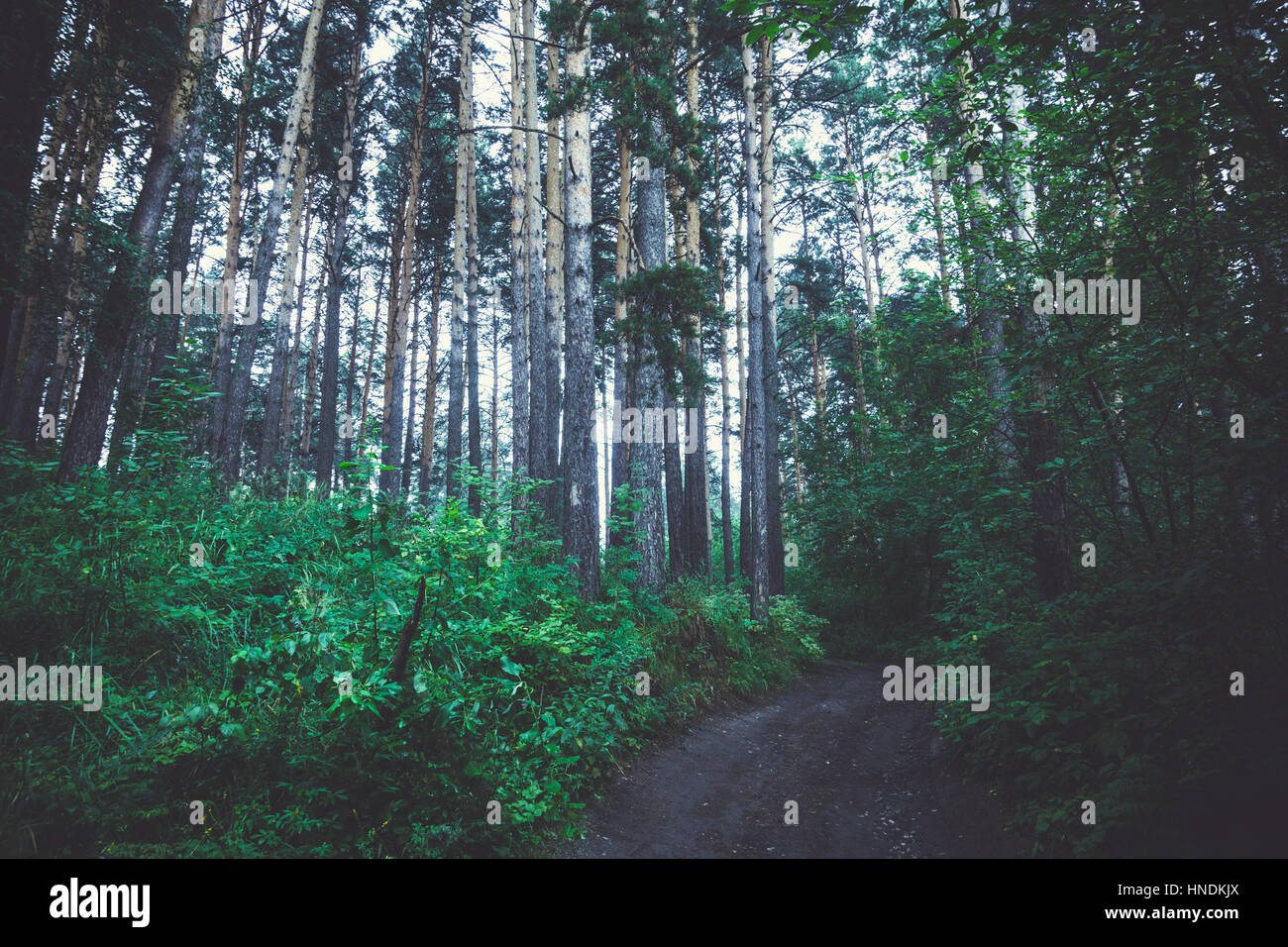Pathway through beautiful forest with different trees Stock Photo - Alamy
