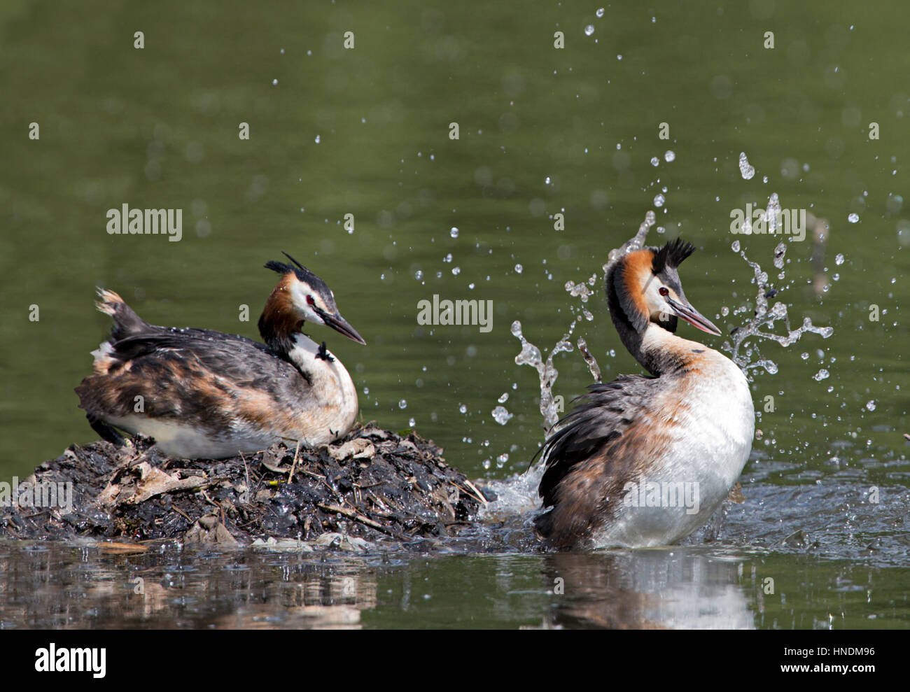 great crested grebe mating Stock Photo - Alamy