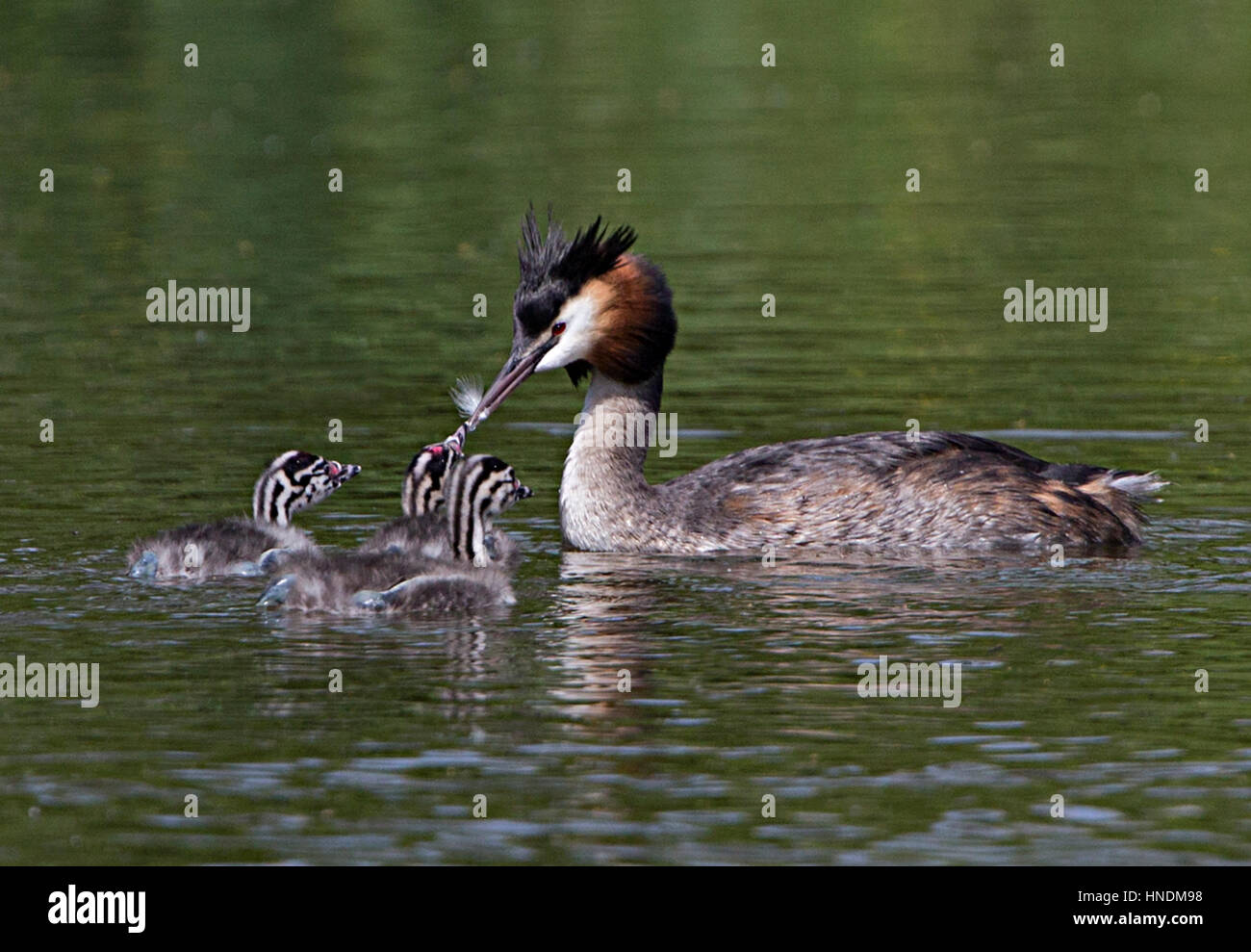 great crested grebe mating Stock Photo - Alamy