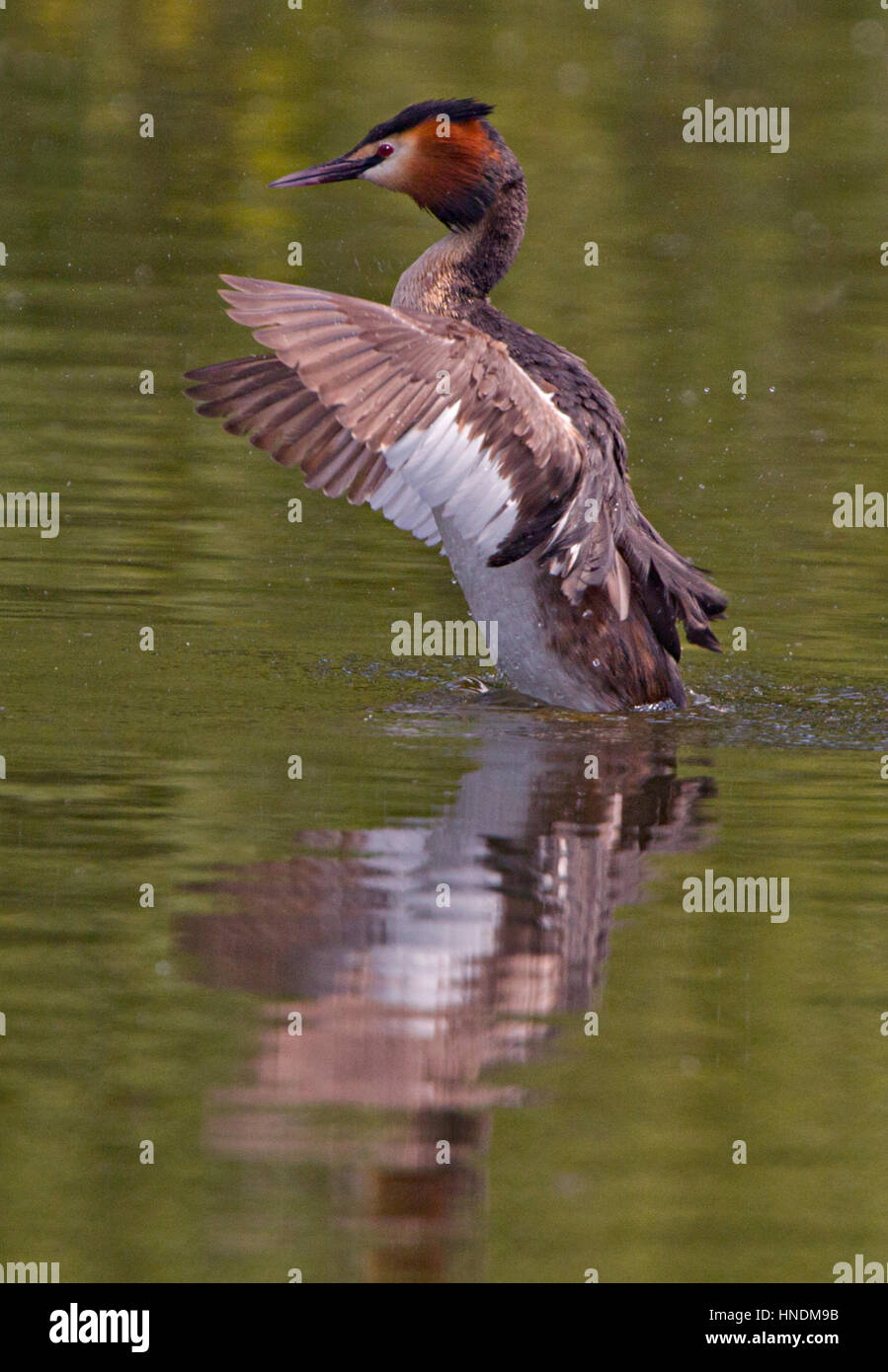 great crested grebe preening Stock Photo - Alamy