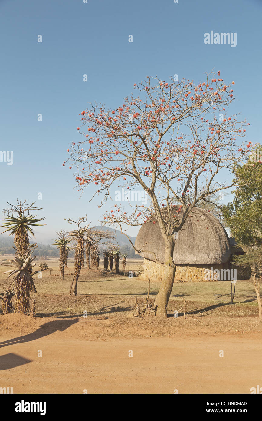 blur in swaziland mlilwane wildlife nature reserve mountain and tree ...