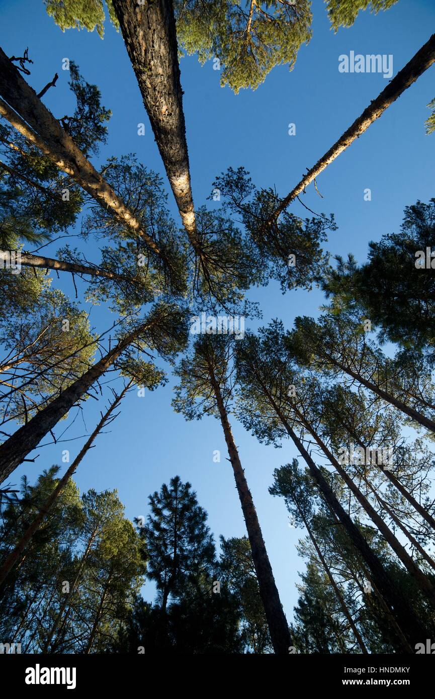 Forest canopy fisheye hi-res stock photography and images - Alamy