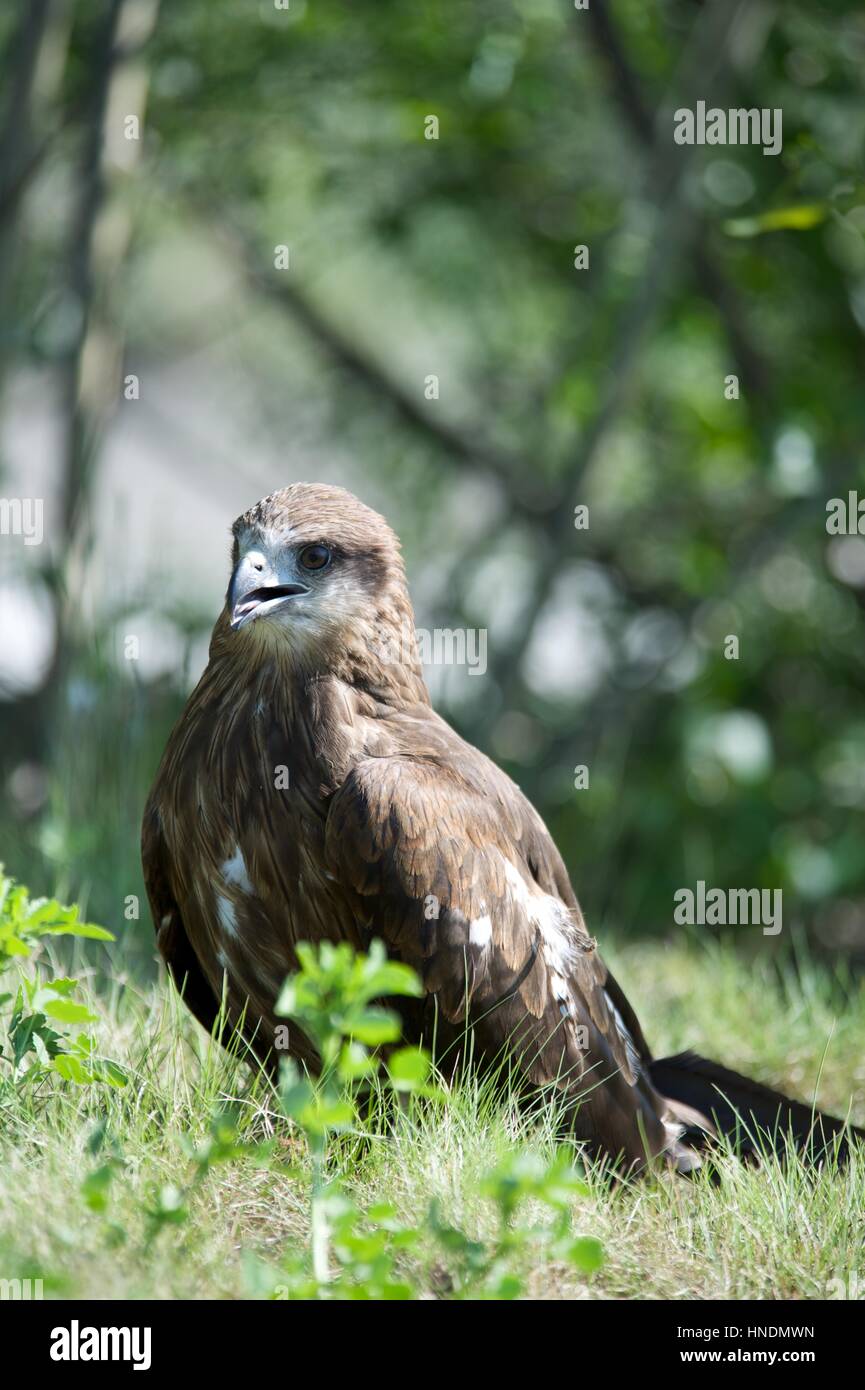 Close Up Head Shot Red Tailed Hawk High Resolution Stock Photography ...
