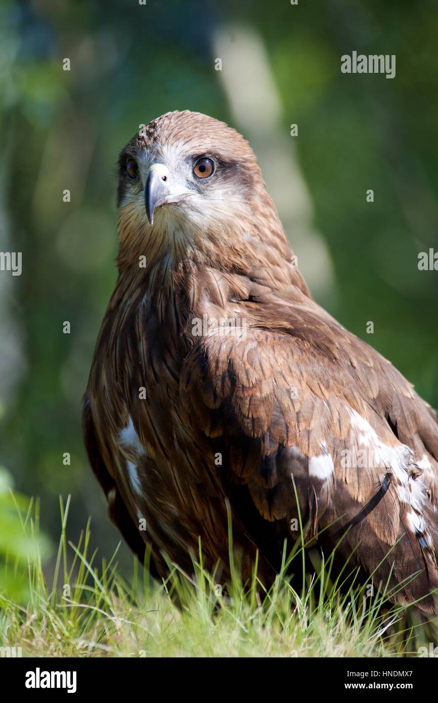 Close-up of hawk's head, beautiful feather detail and a powerful ...