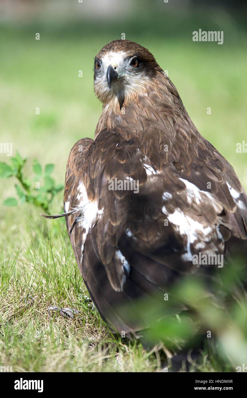 Hawks head hi-res stock photography and images - Alamy