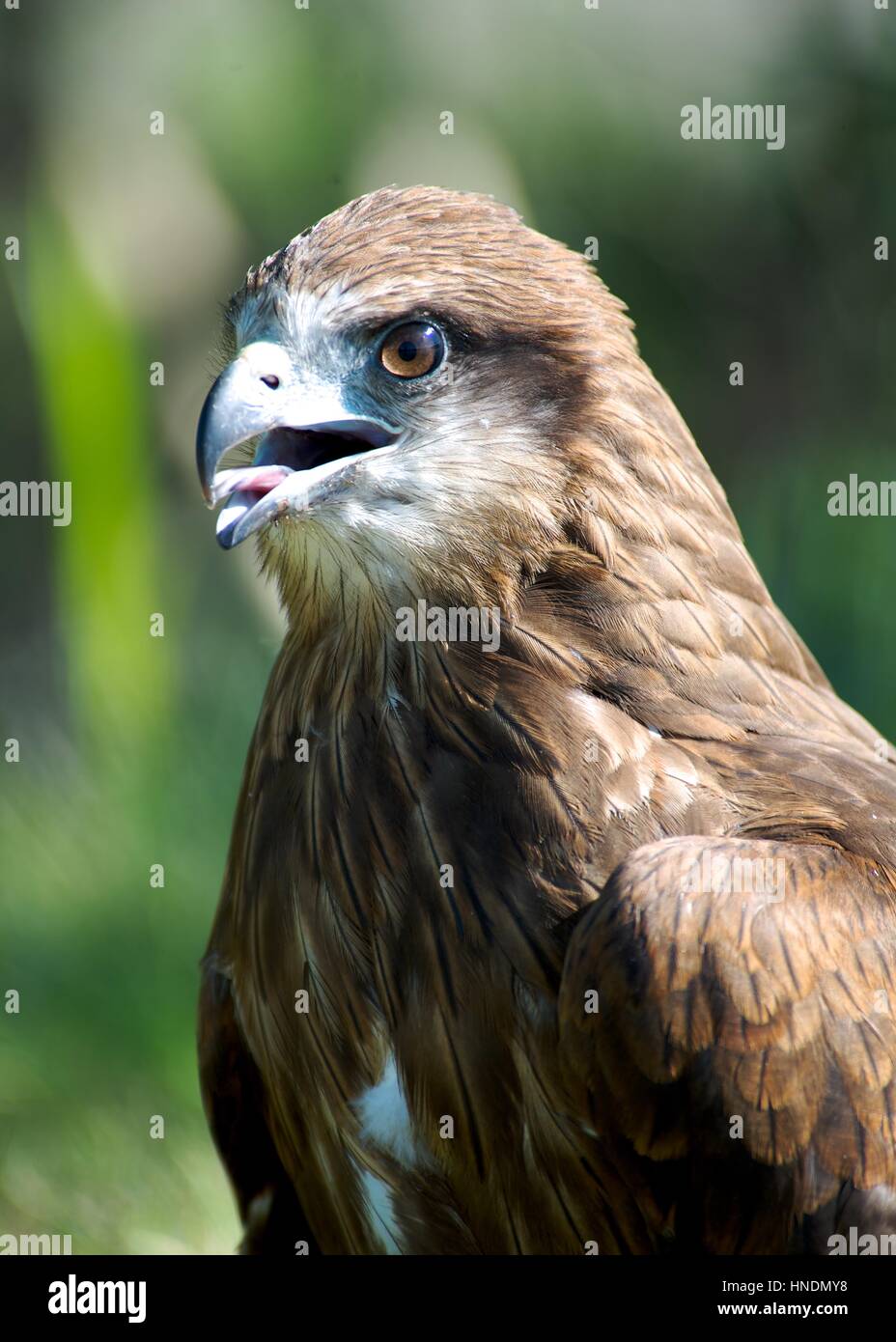 Close-up of hawk's head, beautiful feather detail and a powerful ...