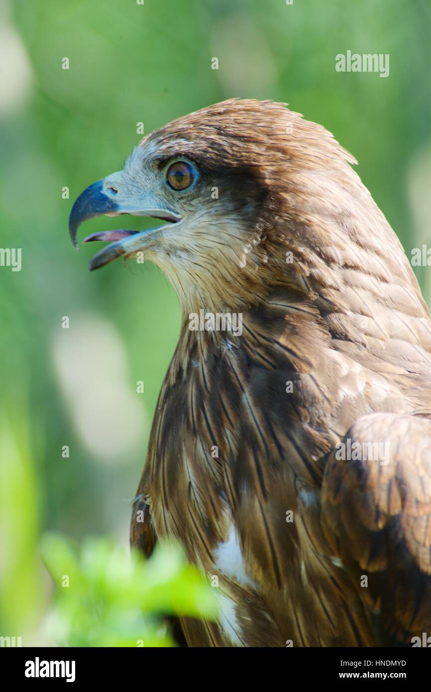 Hawks head hi-res stock photography and images - Alamy