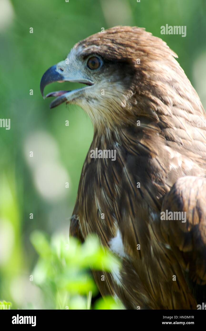 Close Up Head Shot Red Tailed Hawk High Resolution Stock Photography ...