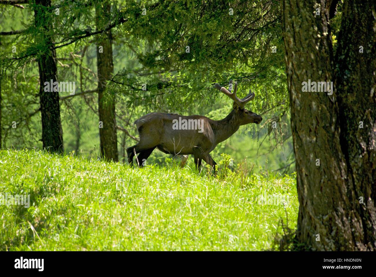 Stag is running around hi-res stock photography and images - Alamy