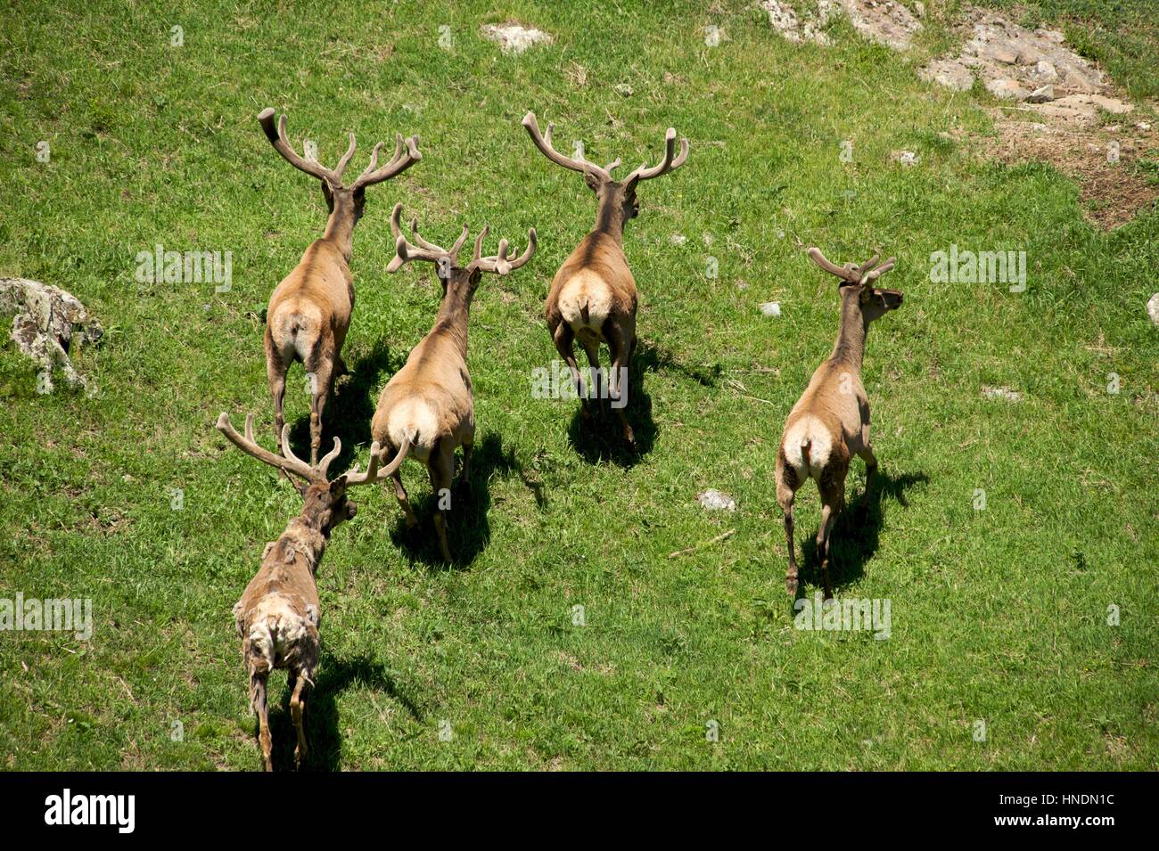 The family of marals fleeing from a photographer, Siberian stag Stock ...