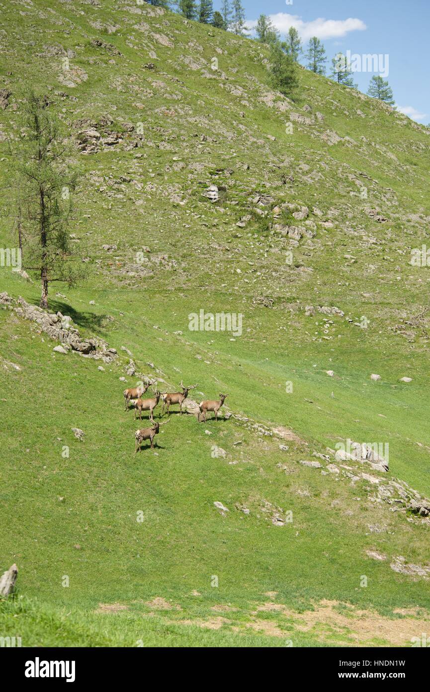 The family of marals fleeing from a photographer, Siberian stag Stock ...