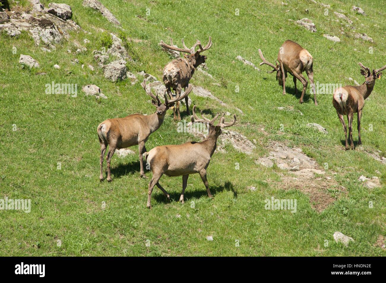 The family of marals fleeing from a photographer, Siberian stag Stock ...