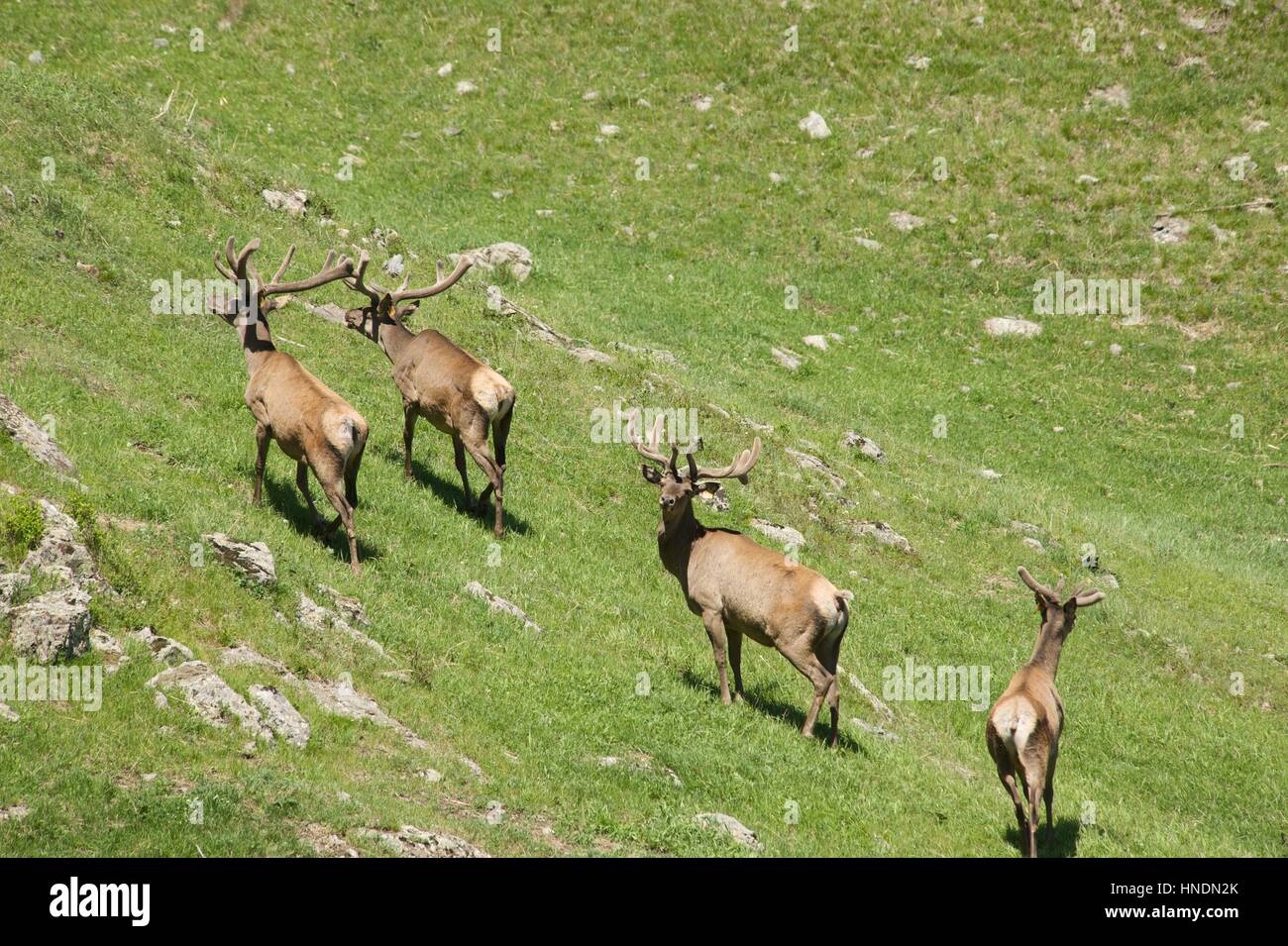 Siberian Roe Deer High Resolution Stock Photography and Images - Alamy
