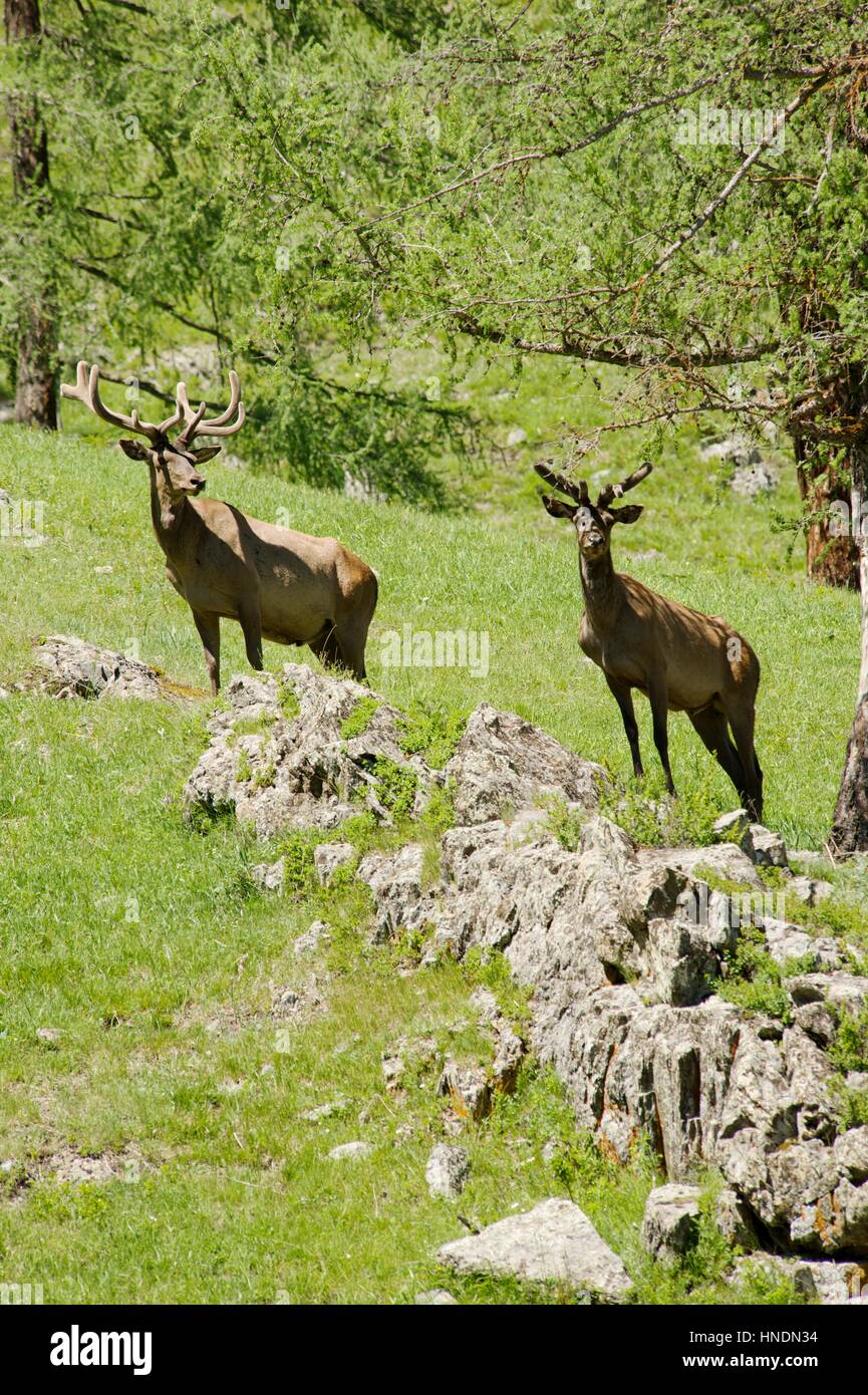 The family of marals fleeing from a photographer, Siberian stag Stock ...