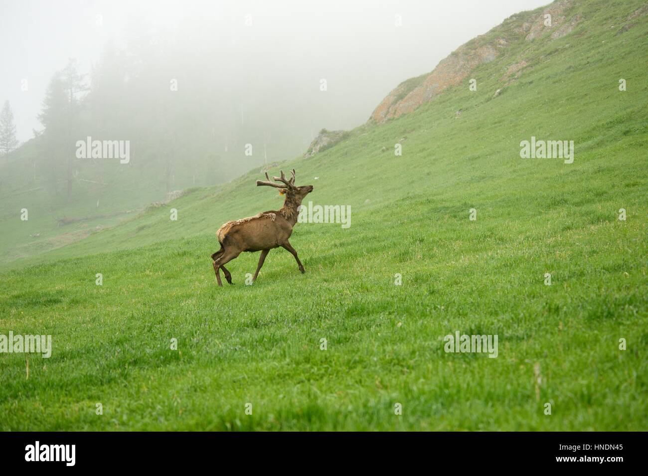 Stag is running around hi-res stock photography and images - Alamy