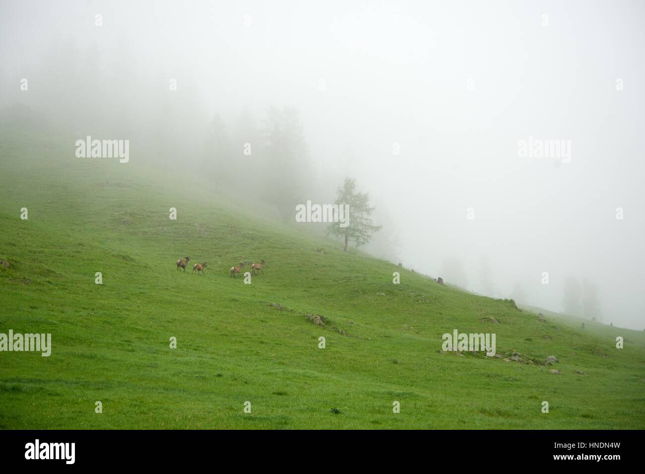 The family of marals fleeing from a photographer, Siberian stag Stock ...