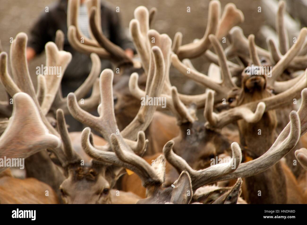 Maral Animal High Resolution Stock Photography and Images - Alamy