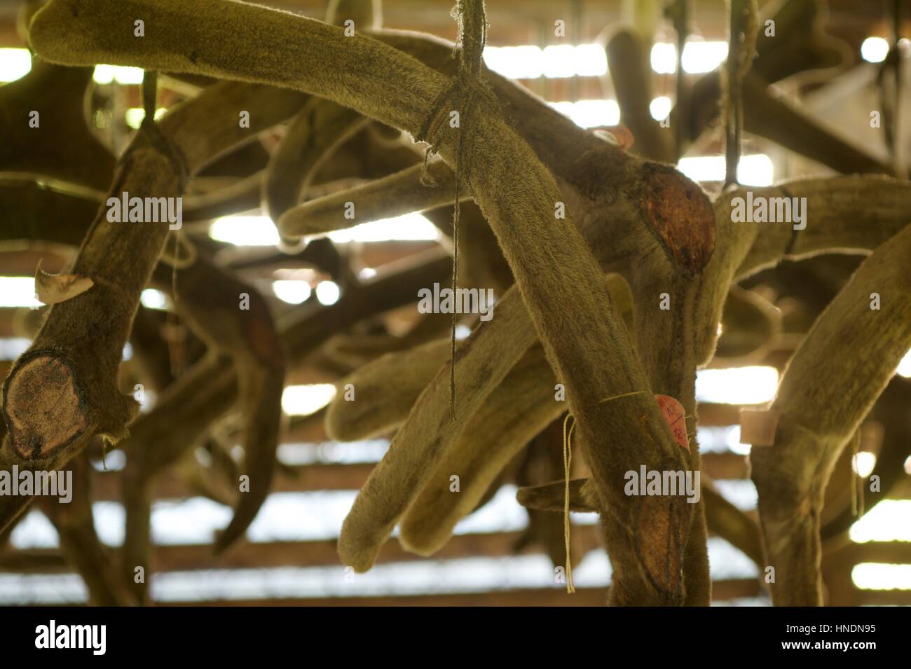 Maral animal hi-res stock photography and images - Alamy