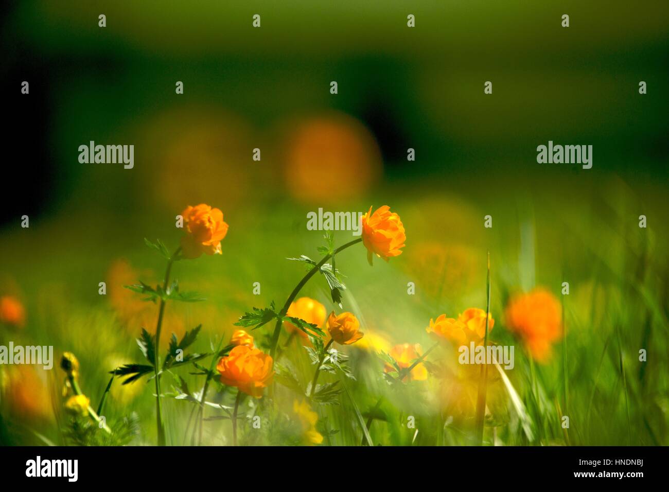 Marigold flowers in the meadow in the sunlight, Russia Stock Photo - Alamy