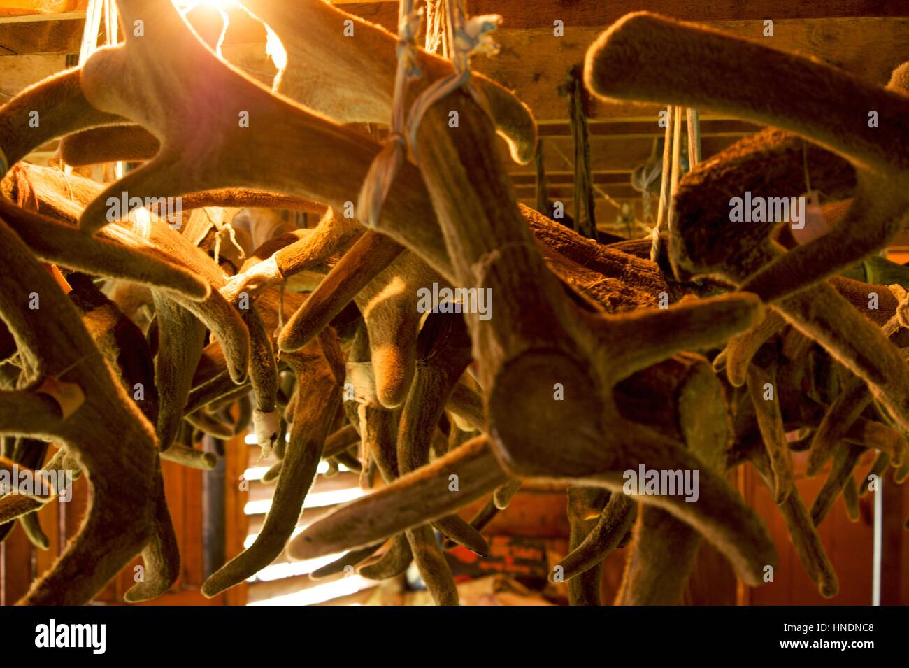 Maral animal hi-res stock photography and images - Alamy