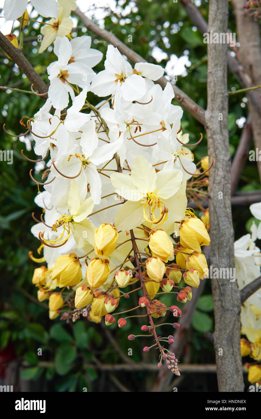 Rainbow shower tree hi-res stock photography and images - Alamy