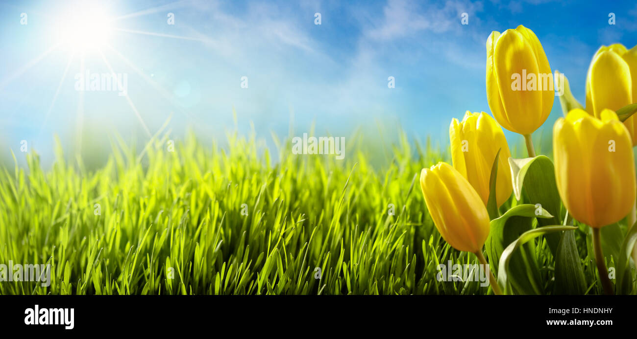 Spring tulips in the field,nature background Stock Photo - Alamy