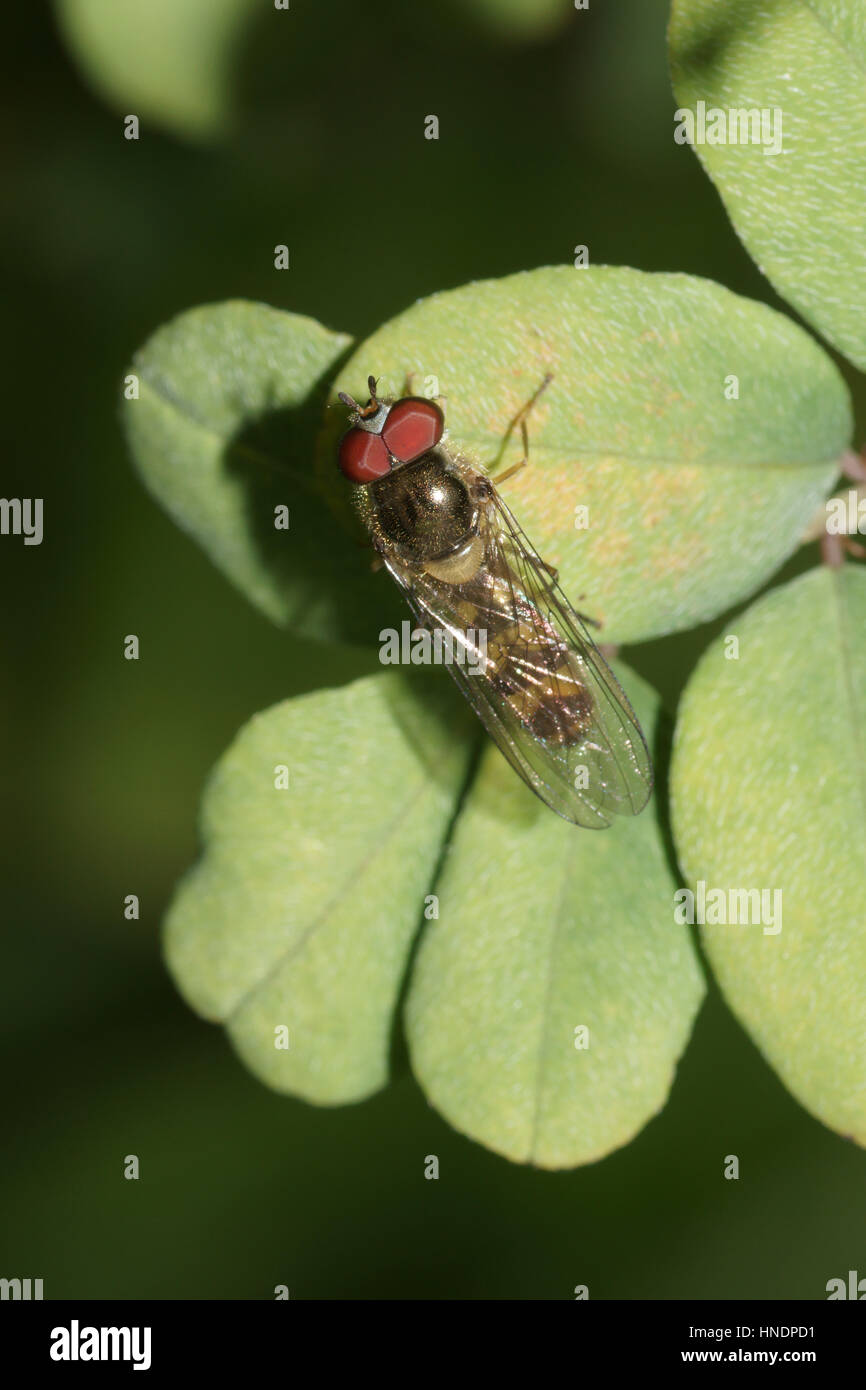 Hoverfly (Meliscaeva auricollis Stock Photo - Alamy