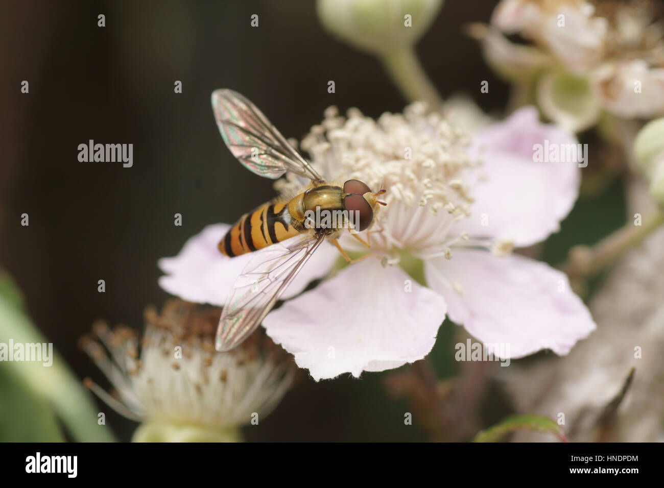 Ribesii hi-res stock photography and images - Alamy