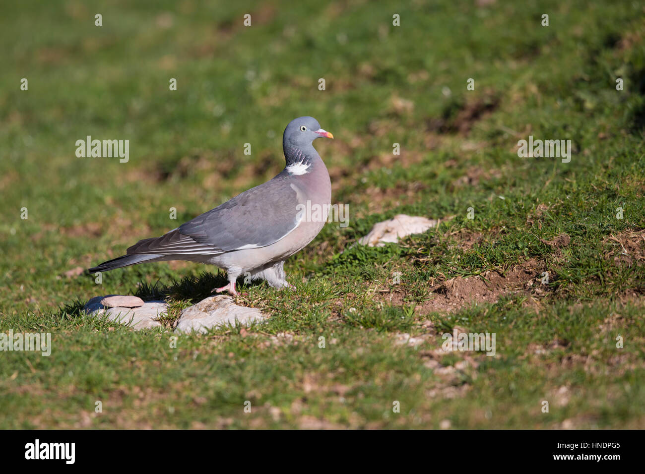 Bird, wood pigeon Stock Photo - Alamy