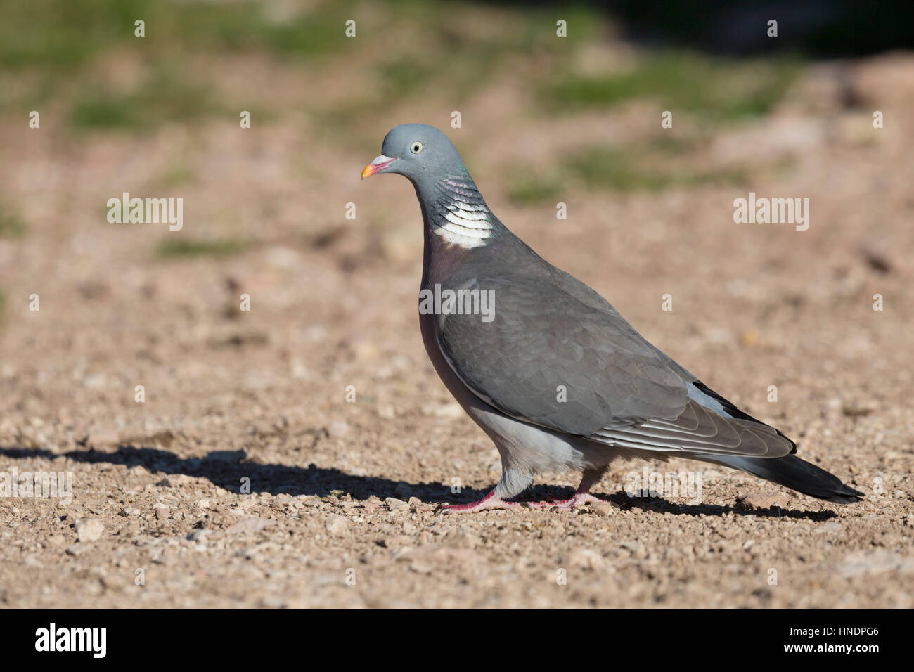 Purple pigeon bird hi-res stock photography and images - Alamy