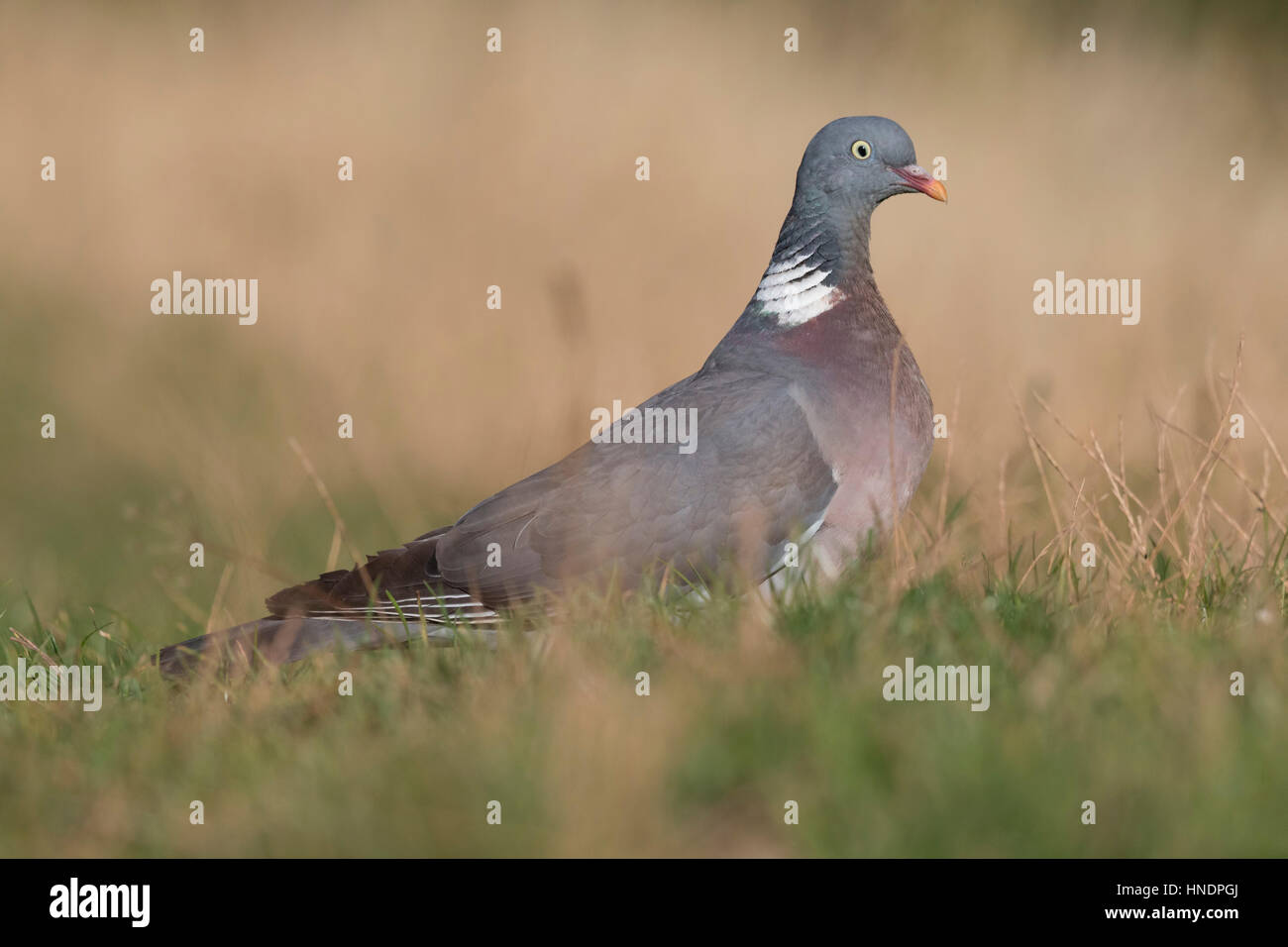 Bird, wood pigeon Stock Photo - Alamy